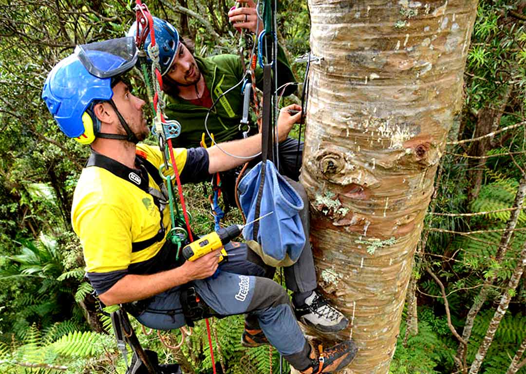 REECOIL Talks To The Living Tree Company – Reecoil
