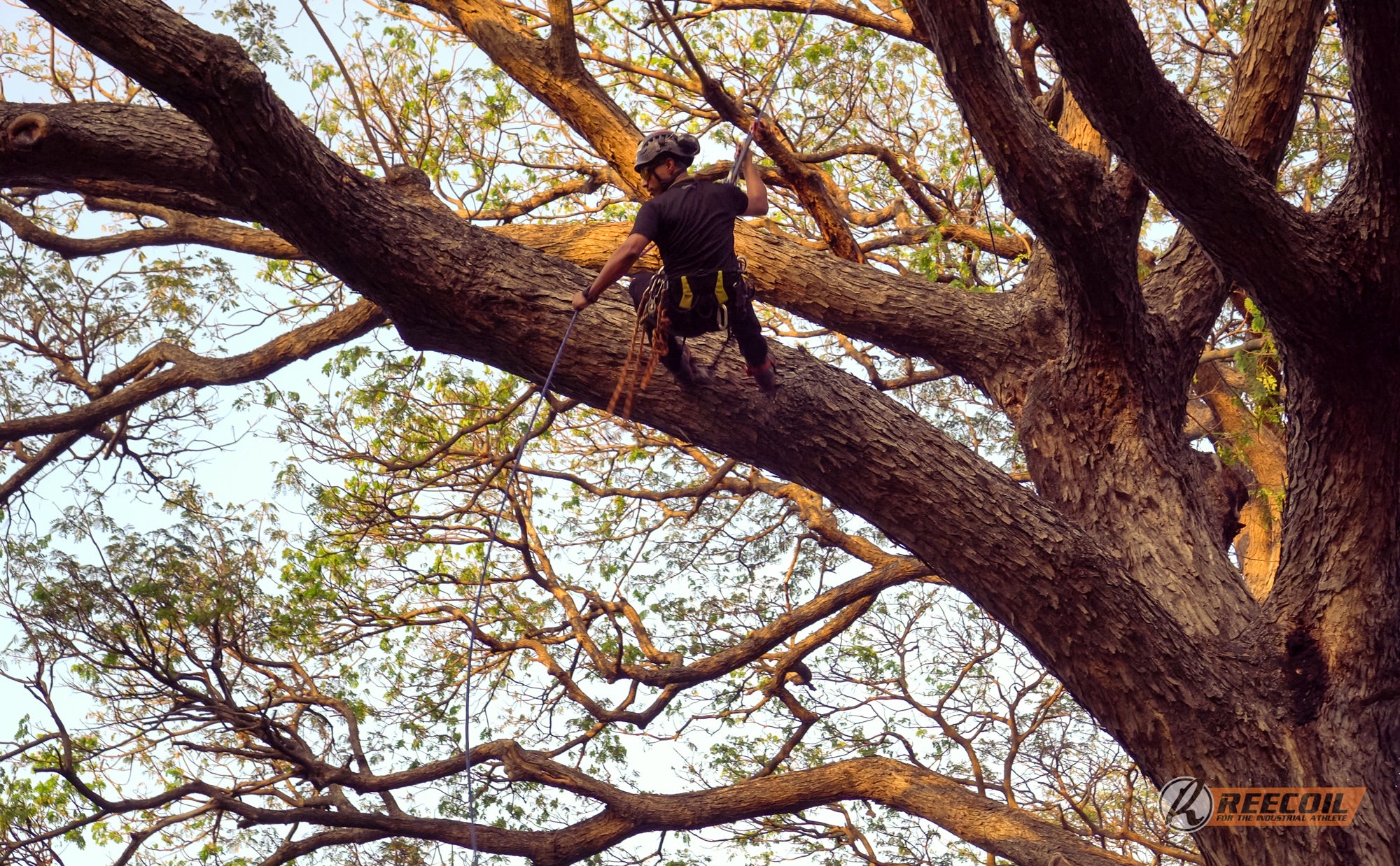 How to SRT climb a tree and setting a lowerable base anchor system ...