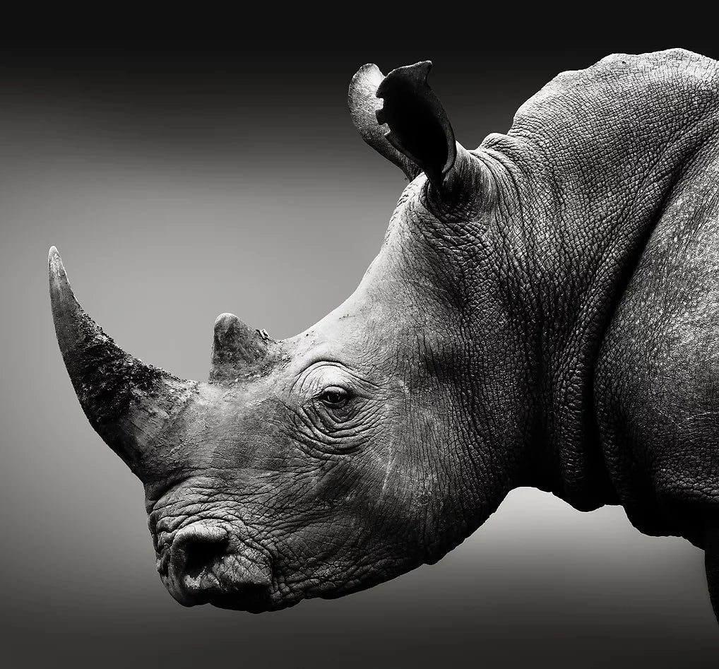 What has tree climbing got to do with rhino conservation? – Reecoil